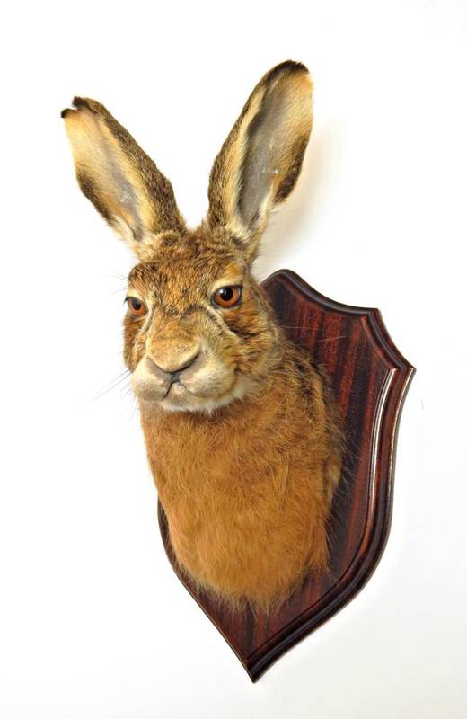 Lot 2036 - Taxidermy: A Hare Head Mount (Lepus