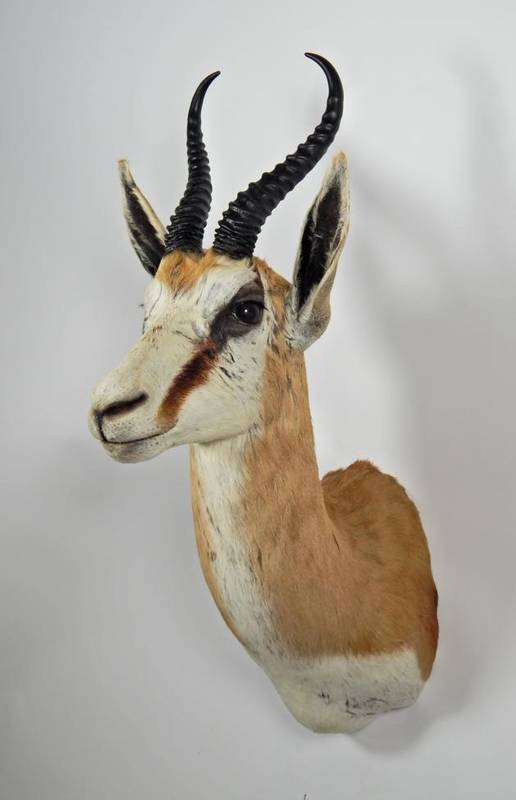 Lot 2070 - Taxidermy: South African Springbok