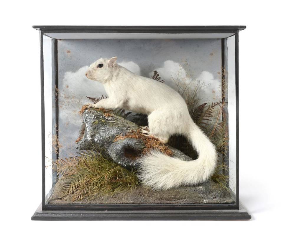 Lot 2161 - Taxidermy: A Cased White Squirrel, circa