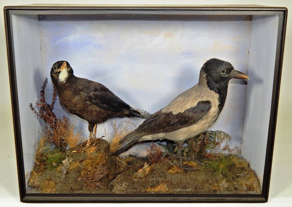 Lot 2228 - Taxidermy: A Cased Hooded Crow and