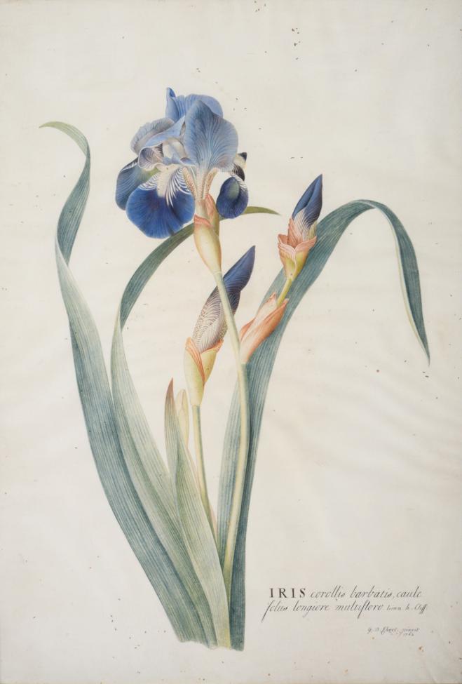 Lot 357 - Georg Dionysus Ehret (1708-1770) German Iris