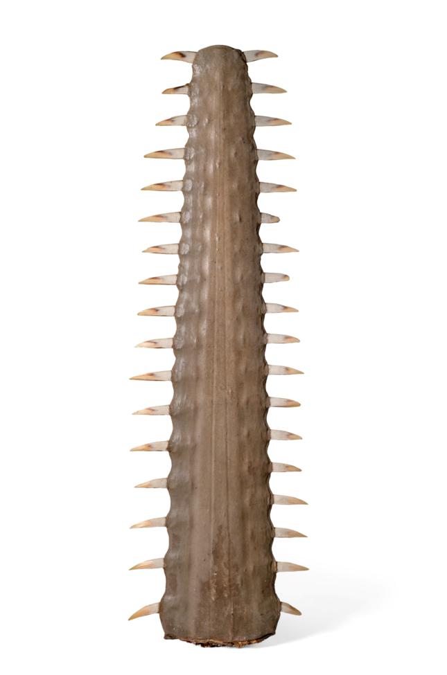 Lot 207 - Taxidermy: A Very Large Sawfish Rostrum