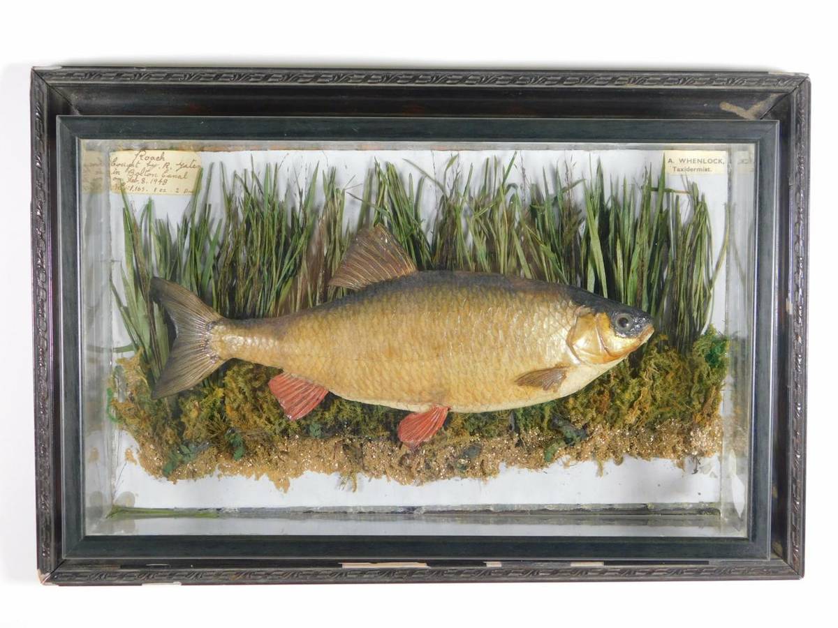 Lot 298 - Taxidermy: A Wall Cased Common Roach