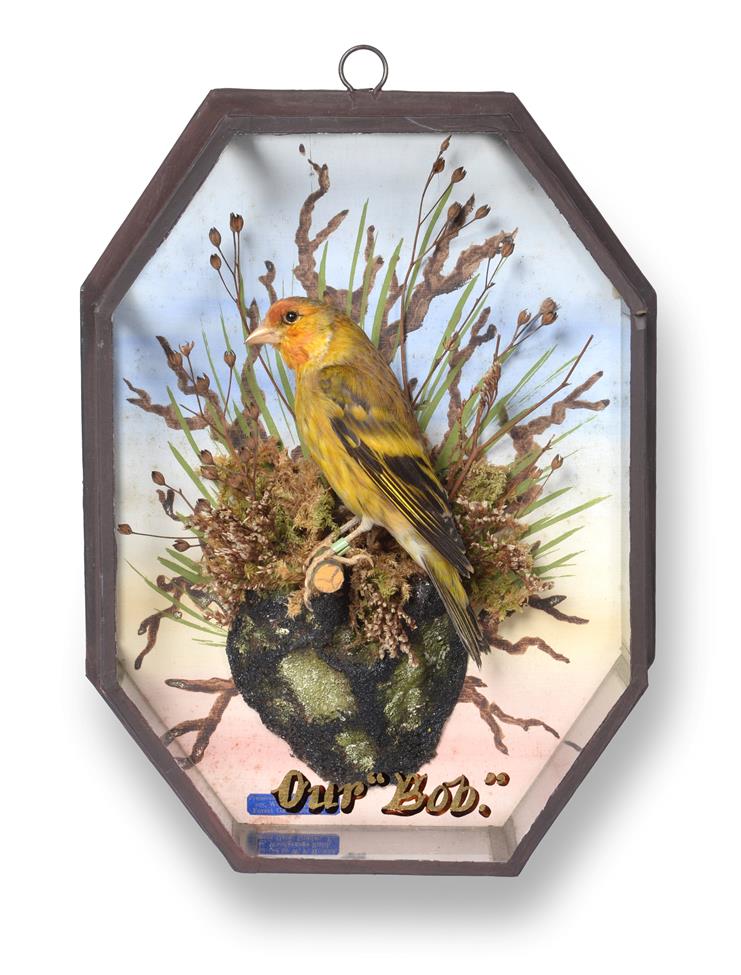 Lot 2 - Taxidermy: An Octagonal Cased Goldfinch Mule