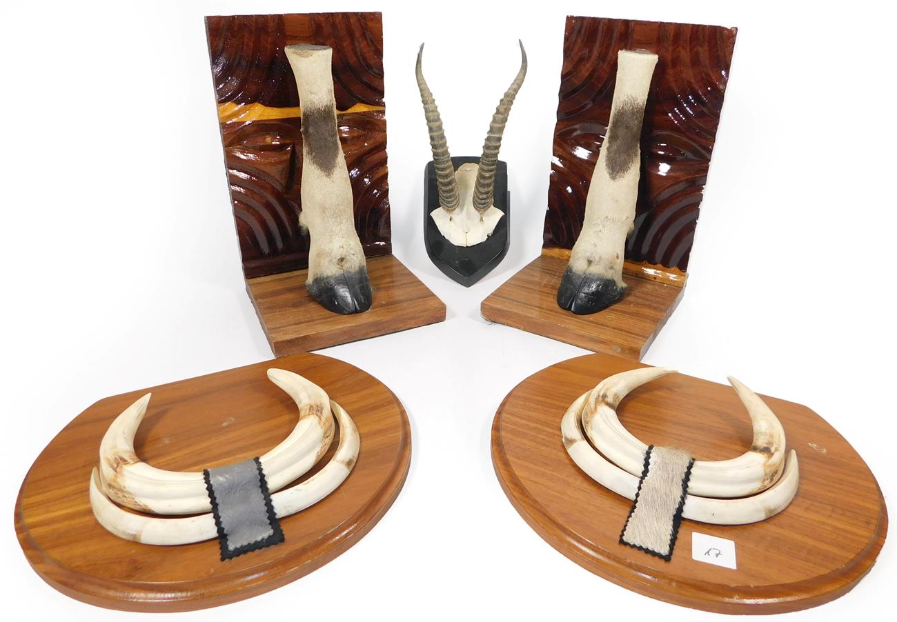 Lot 66 - Taxidermy: Gemsbok Oryx Leg Mounted Bookends,