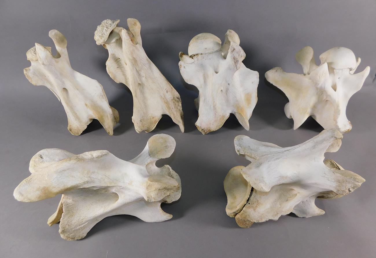 Lot 144 - Bones/Anatomy: Southern Giraffe (Giraffa