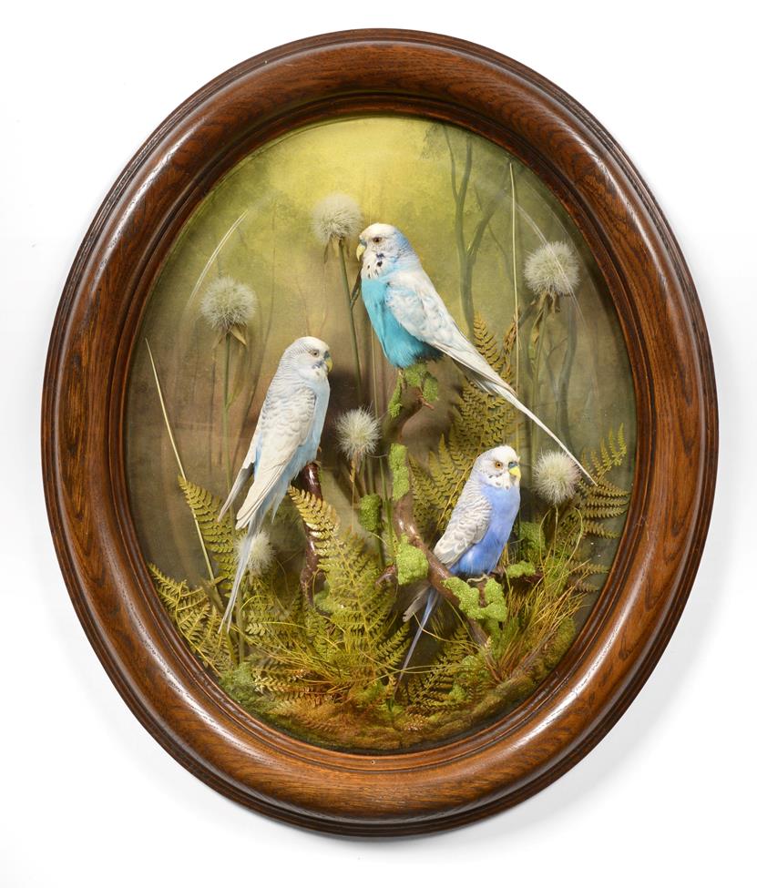 Lot 308 - Taxidermy: A Wall Cased Trio of Budgerigars