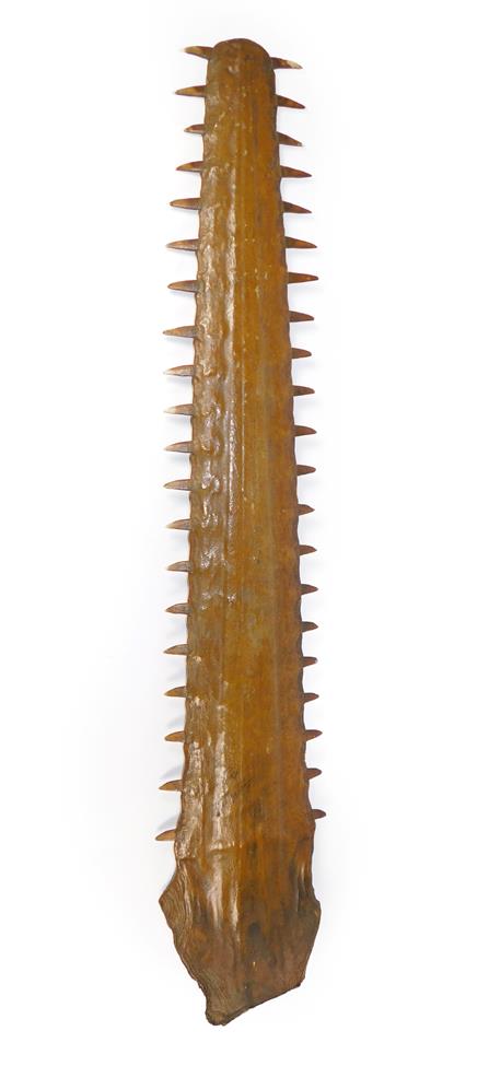 Lot 406 - Taxidermy: A Large 19th Century Sawfish