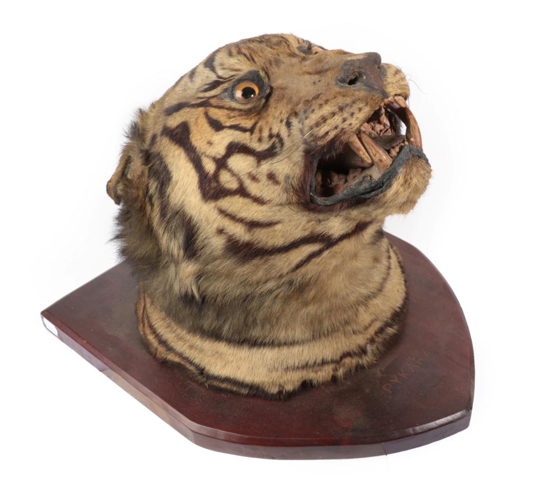 Lot 65 - Taxidermy: Indian Tiger Head Mount (Panthera