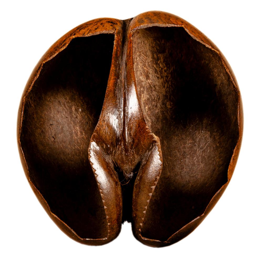 Lot 232 - Natural History: A Coco De Mer Nut Basket