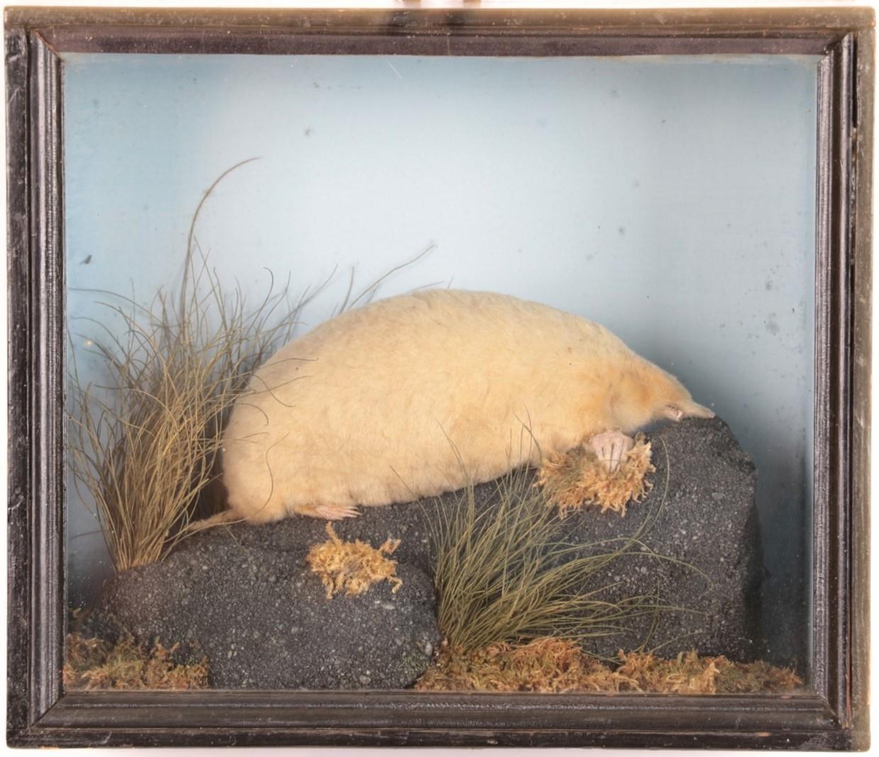 Lot 24 - Taxidermy: A Cased Albino European Mole
