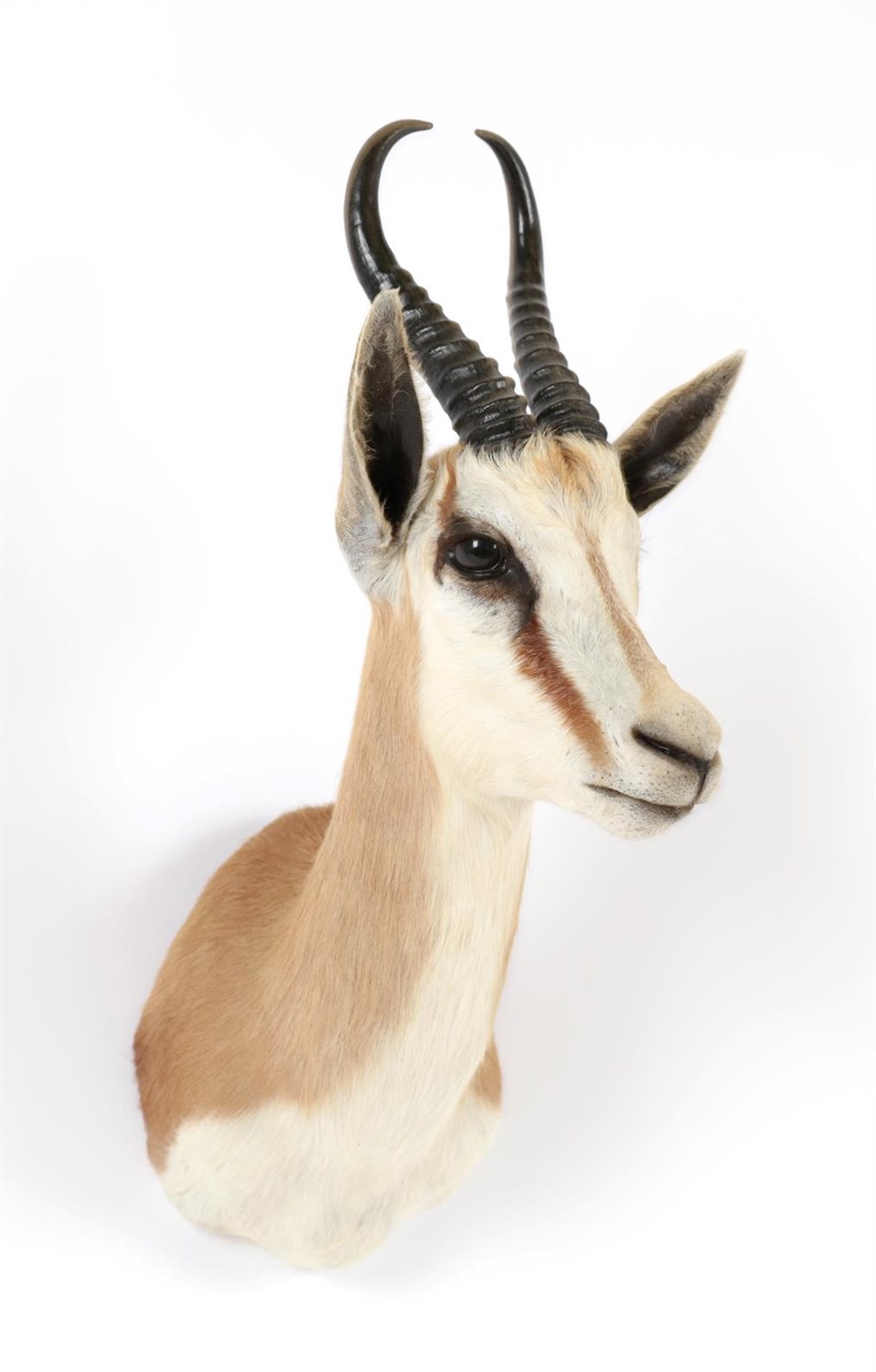 Lot 143 - Taxidermy: South African Springbok