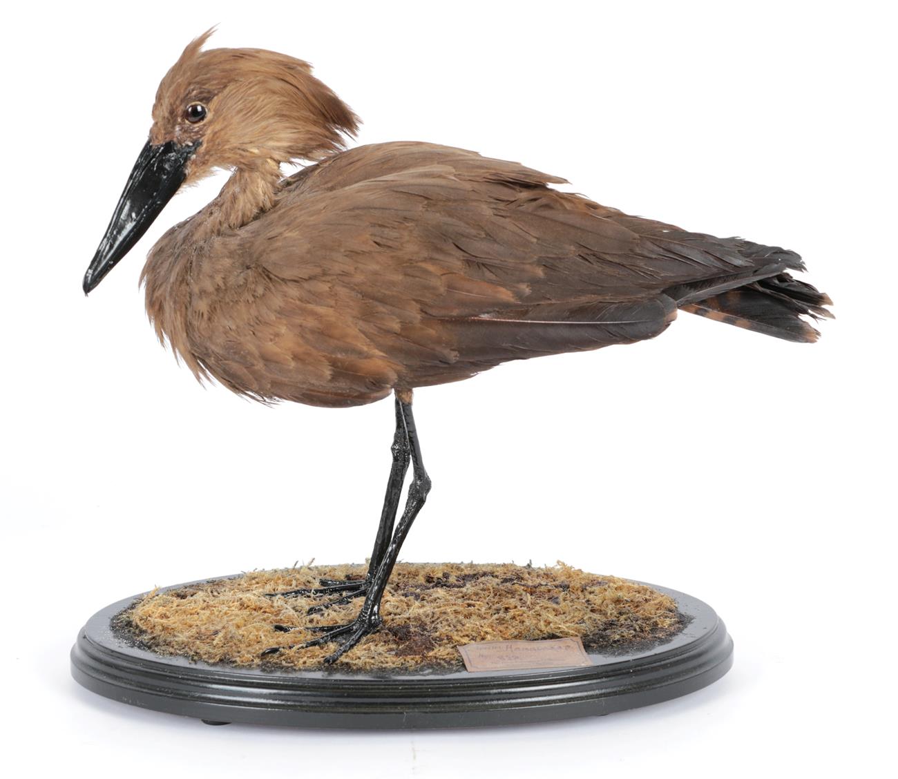 Lot 148 - Taxidermy: A Hammerkop (Scopus umbretta),