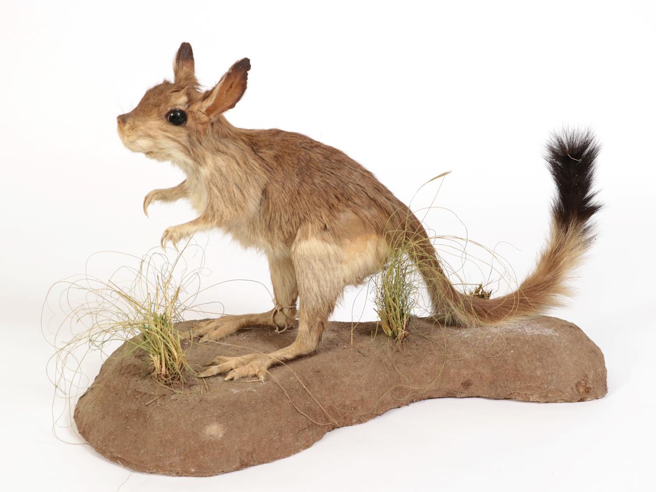 Lot 186 - Taxidermy: South African Springhare (Pedetes