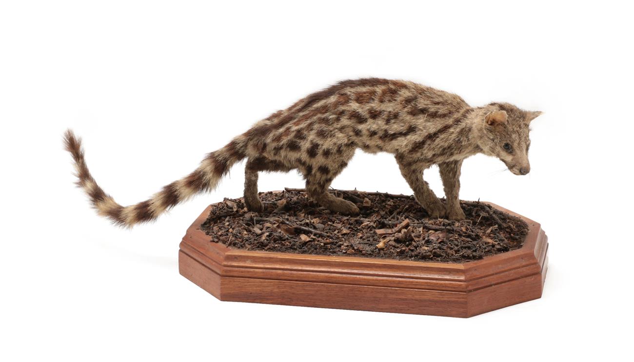 Lot 2072 - Taxidermy: Common Genet (Genetta genetta),
