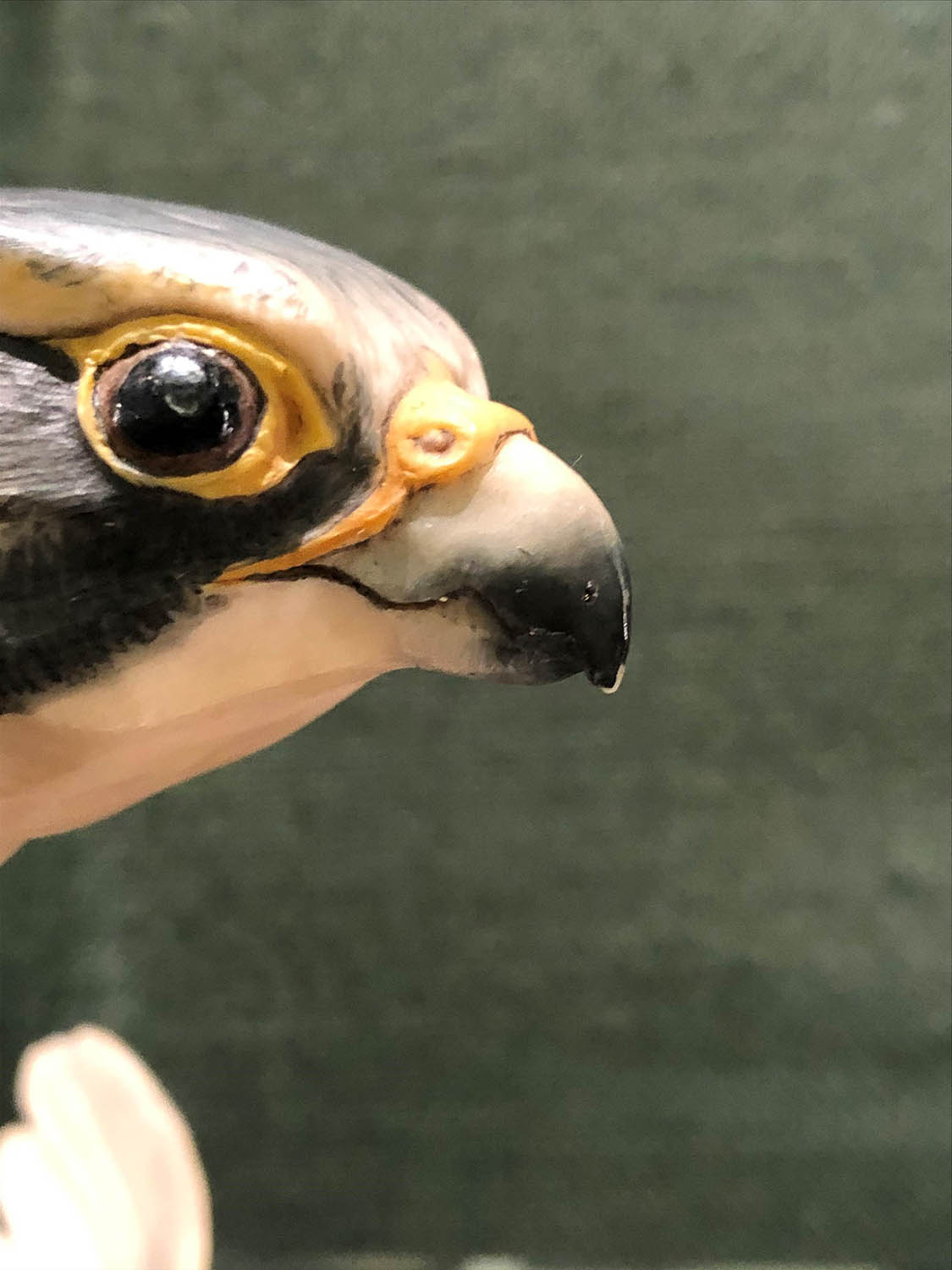 Lot 62 - Border Fine Arts 'Peregrine Falcon' (Style