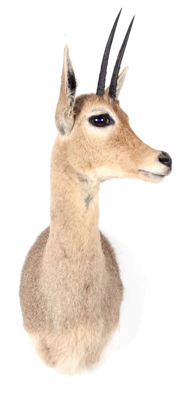 Lot 103 - Taxidermy: Vaal Rhebok (Pelea capreolus),