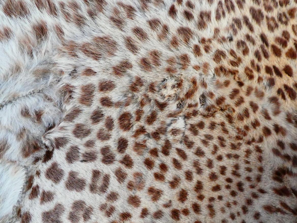 Lot 374 - Taxidermy: Indian Leopard Skin (Panthera