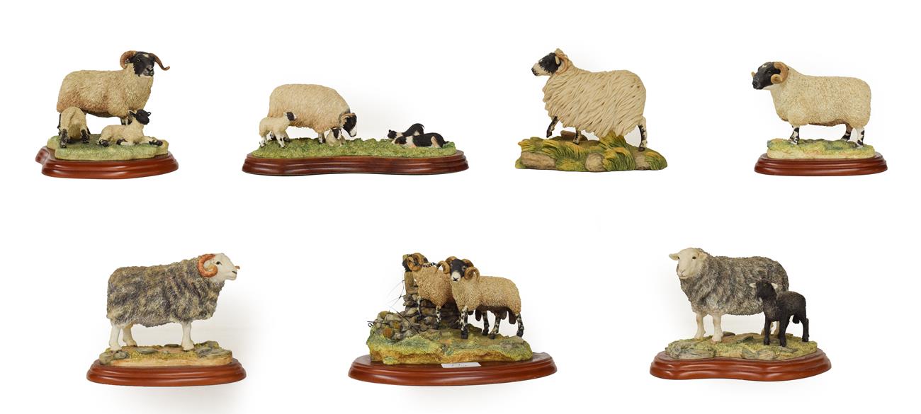 Lot 79 - Border Fine Arts Studio Sheep Groups