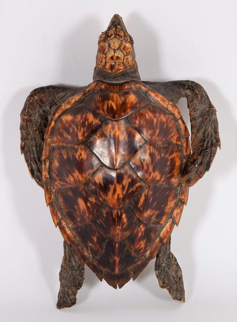 Lot 212 - Taxidermy: Hawksbill Sea Turtle
